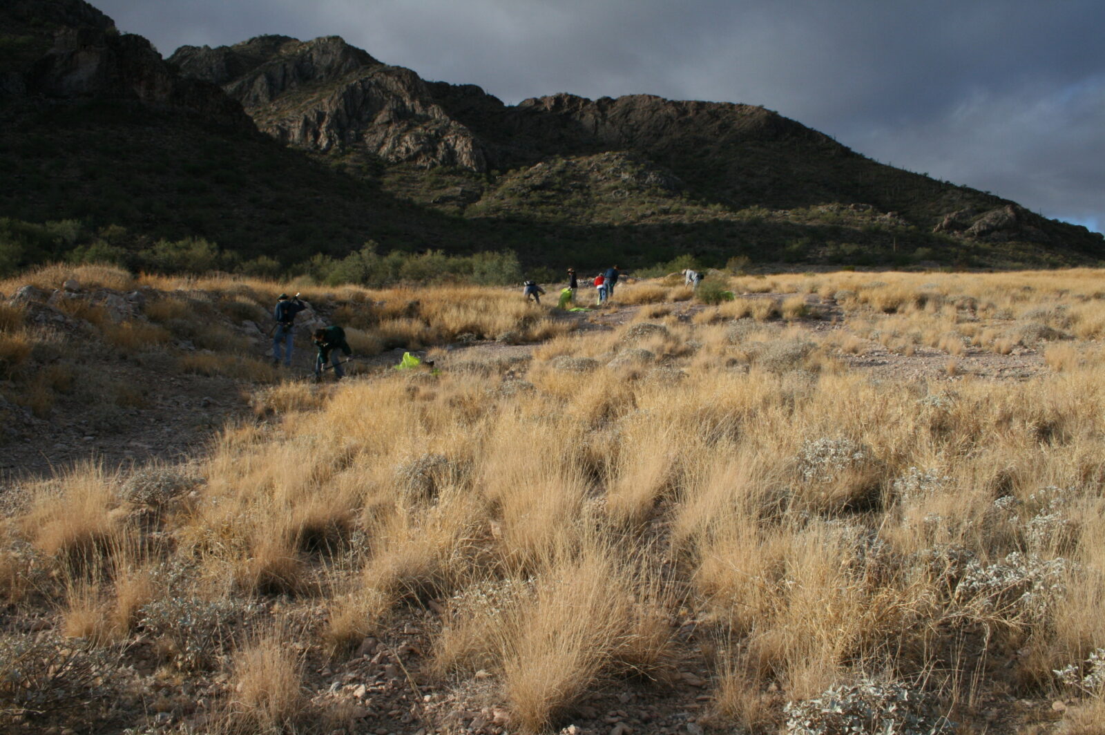 The Waterman Restoration Project : The Arizona Native Plant Society
