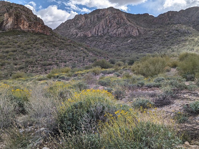 Spring Native Plants and Wildflowers galore. : The Arizona Native Plant ...